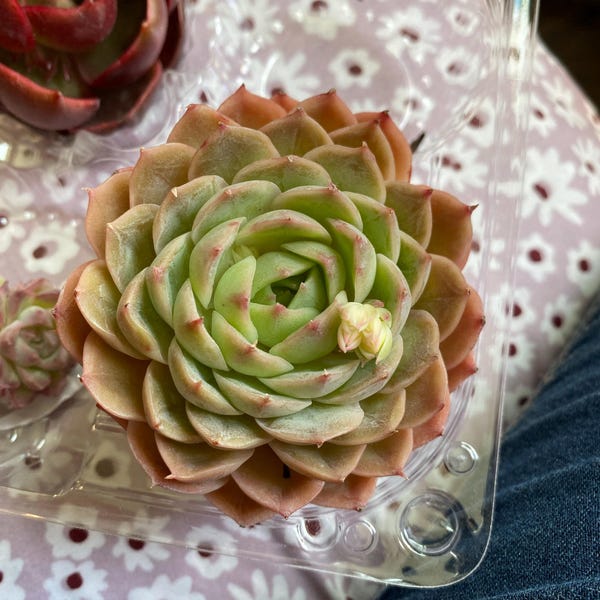 Mix Rare Live Succulent Plants Advanced Level Blind Box, 2-3.5 Random ...