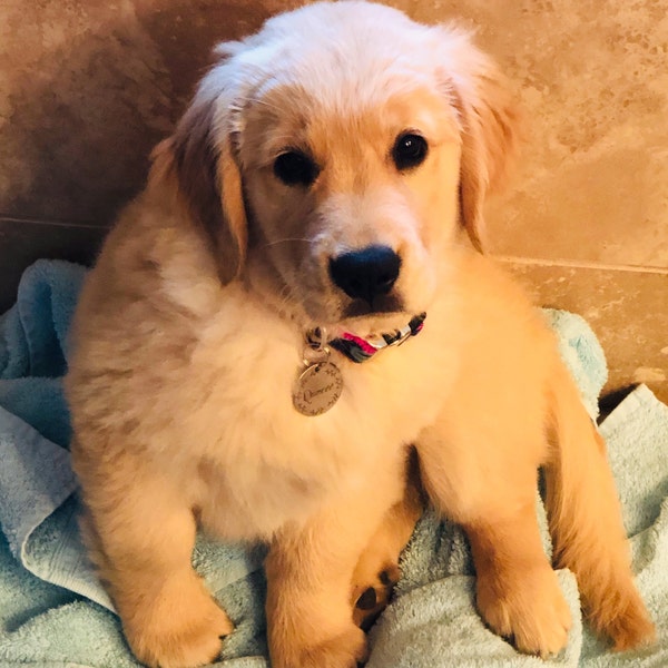 Rifle Paper Co Print Dog Collars - 9 Cute Floral Trendy Patterns- No ...