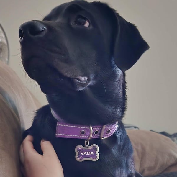 Bone Shaped Dog Pet Id Tag Silencer, Glows in the Dark - Etsy