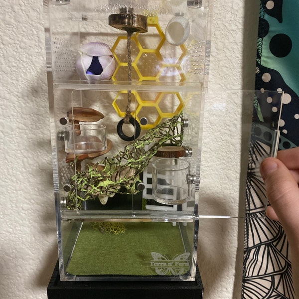 Luna Moth Spider Hide - Etsy