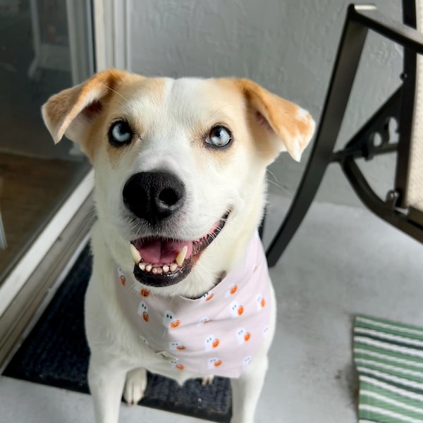 Ghost Trick or Treat Scrunchie Dog Bandana, Halloween Pet Accessories ...