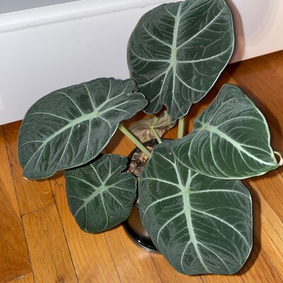 Large Form Curiosity Plant Cactus Cereus Peruvianus Monstrose - Etsy