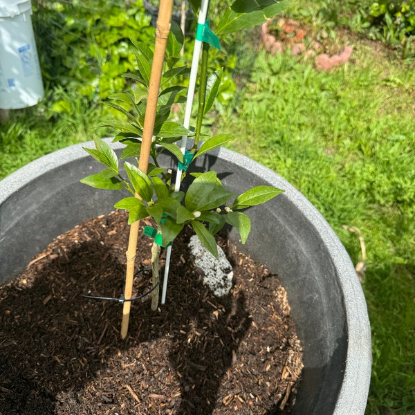 Grafted Kishu Mandarin Tree in Half Gallon Pot, Tangerine FLORIDA ...