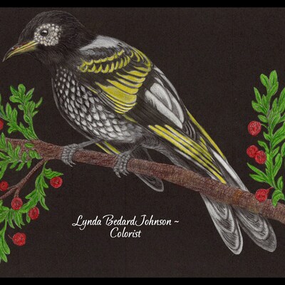 Detailed Animal Sketches 3. A Coloring Collection by Tim Jeffs - Etsy