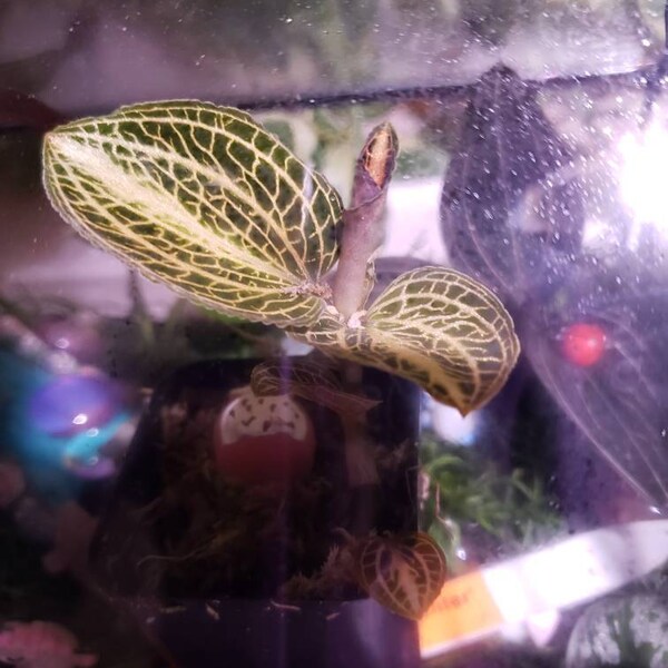 Large Size Jewel Orchid, Ludochilus 'sea Turtle', Live House Plant ...