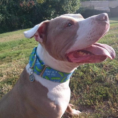 Rainbow Paw, 2 Inch, 1 Inch, Dog Collar, Big Dog Collar, Custom Dog ...