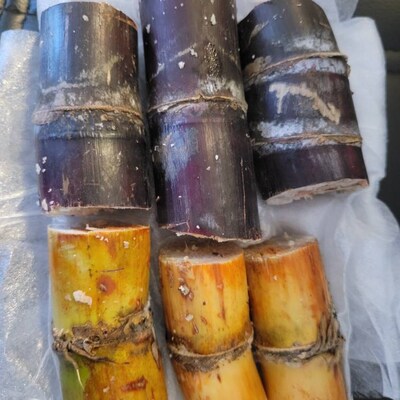 Organic Red PIGEON PEAS Gunga Pea 50 Seeds Cajanus Cajan Gandul Lazaro ...