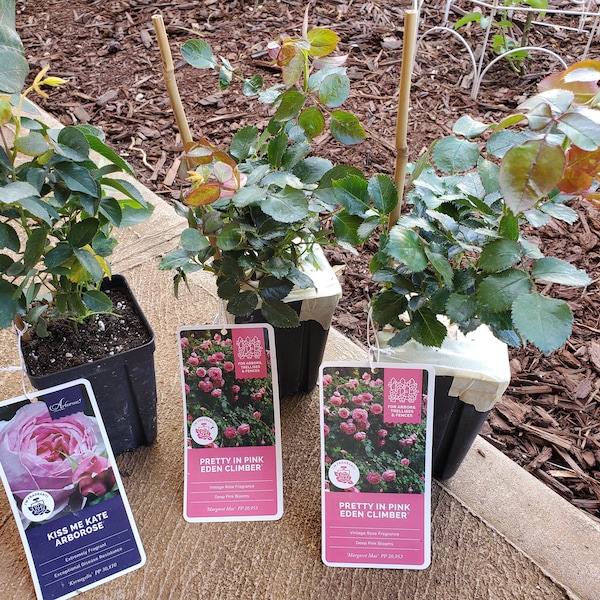 Kiss Me Kate Climbing Rose Plant 1.5 Gallon Potted | Very Fragrant ...