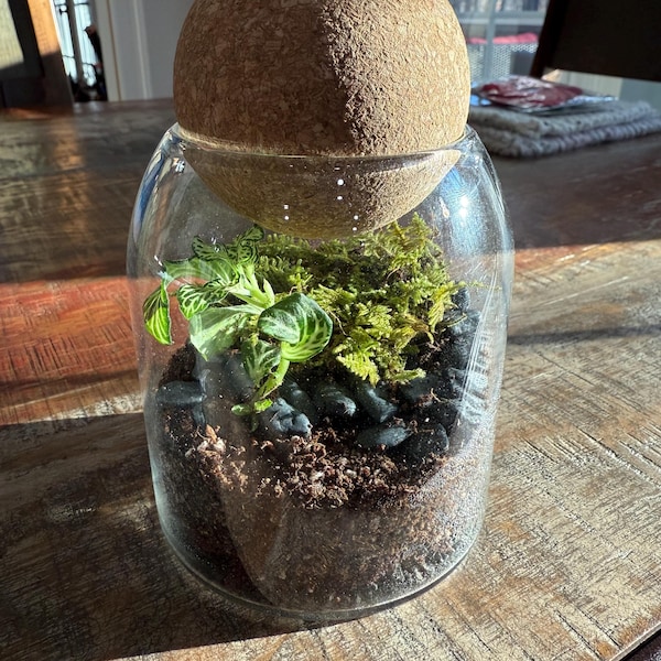 Complete Closed Terrarium Kit With Live Plants and Live Moss, Bioactive ...