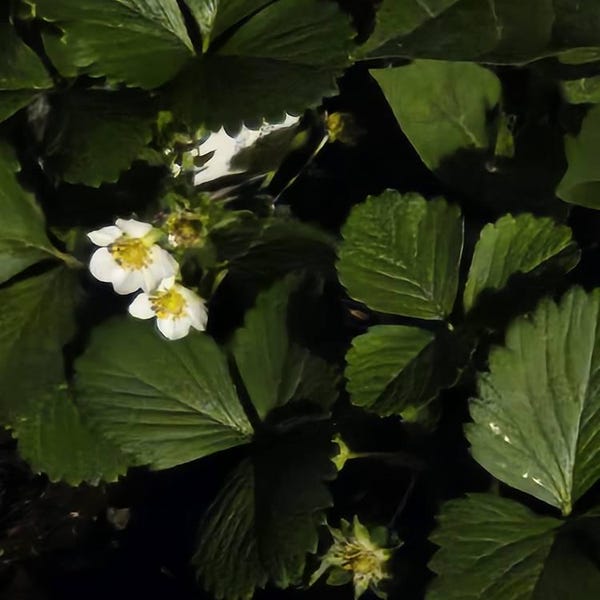 Cornus Kousa - 30-36 Inches Tall - Chinese Dogwood - Prolific Flowering ...