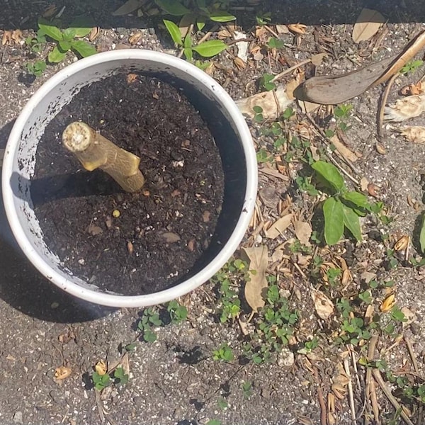 Organic Dwarf PIGEON PEAS Gunga Pea Seeds - Cajanus Cajan Gandul Lazaro ...