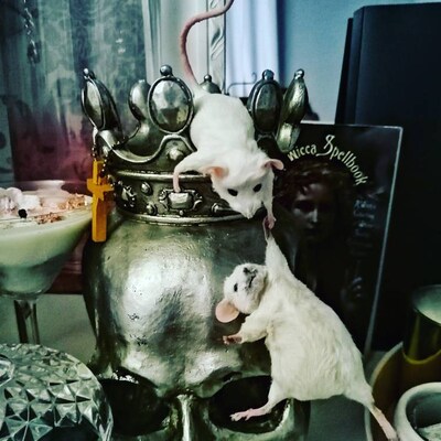 Hanging Mouse - Etsy UK