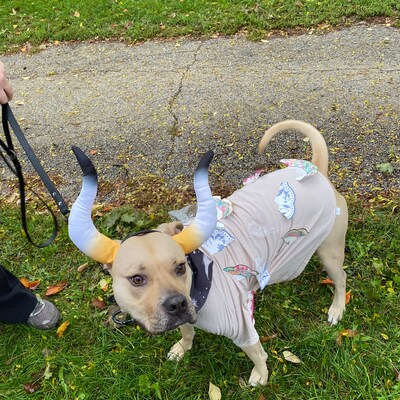 Adult Child Large Soft Steer Satyr Goat Bull Cow Animal Viking Horns ...