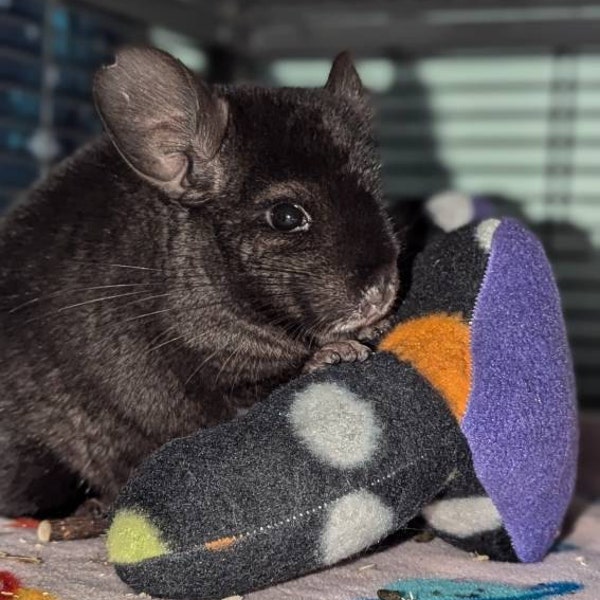 LIMITED EDITION Boo Chinnie Buddies - Etsy