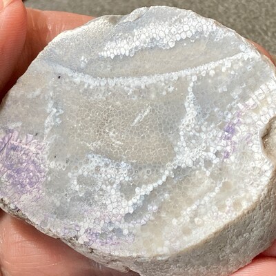 250-400 Million Year Old Honeycomb Coral Fossil With Black Flint and ...