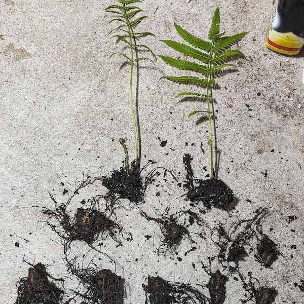 10 Ostrich Fern Bare Root Fiddlehead Matteuccia Struthiopteris ...