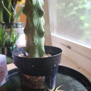 Myrtillocactus Geometrizans Boobie Cactus options of - Etsy