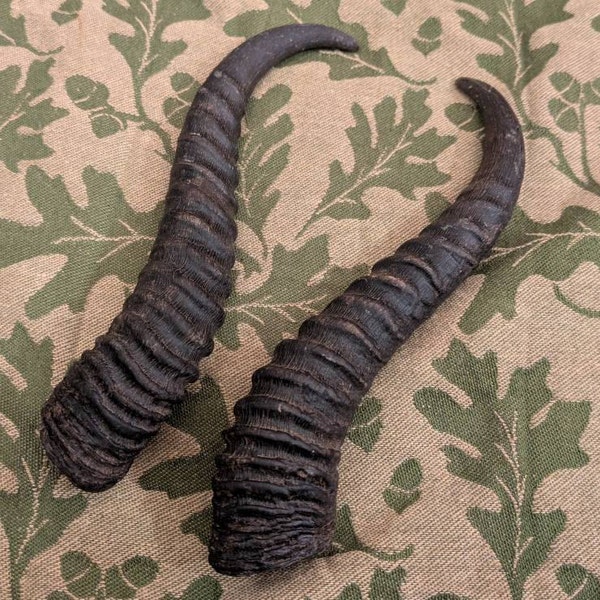 Real Oryx Horn - Genuine Gemsbok Horn Polished- Real Horns Antlers Arts ...