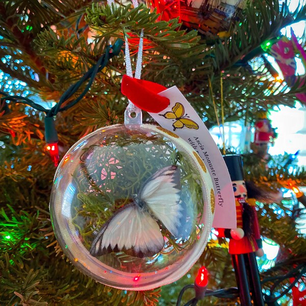 Framed Butterfly, Gold Marble, Shadow Box, Pinned Insects, Butterfly ...