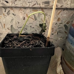 Fraxinus Pennsylvanica, Green Ash Tree Seedling - Etsy