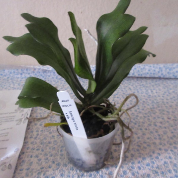 Orchid Plant LIVE Dendrobium Alice Iwanaga | Rare BLOOMING SIZE Indoor ...