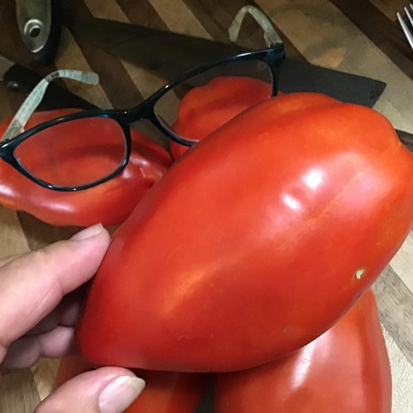 Dwarf Noah's Stripes Tomato - Etsy