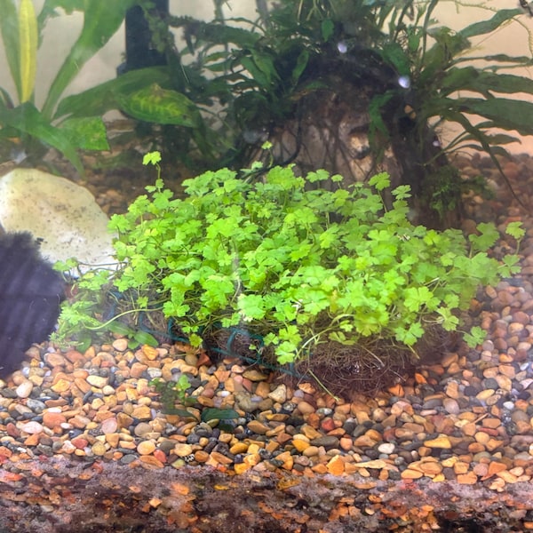 BUY 2 GET 1 FREE Ludwigia Super Red minieasy Live Aquarium Pond Aquatic ...