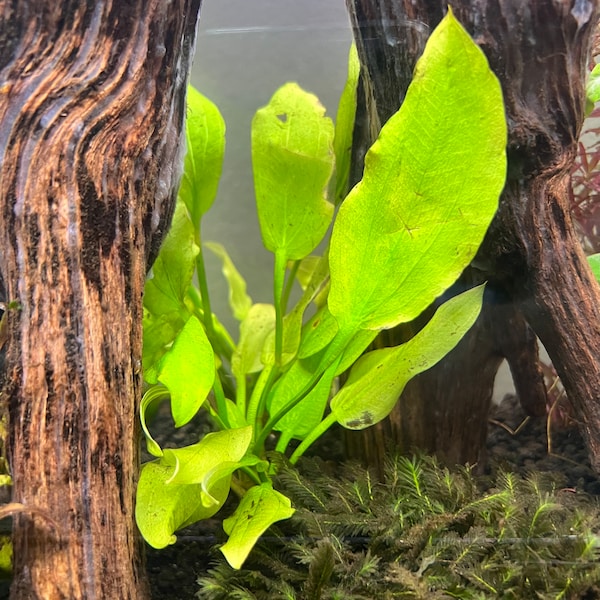 Marble Queen Radican Sword Plant (echinodorus Sp.) - BUY3GET1FREE ...