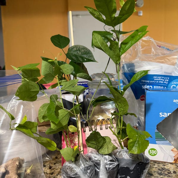 Athens Blue Princess Glory Bush Plant~~tibouchina Urvilleana~small ...