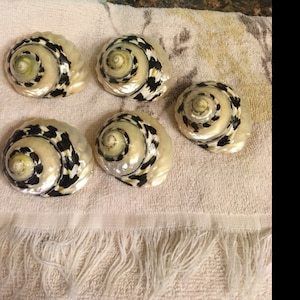 Polished Magpie Pica Turbo Seashells ~ 2"- 2-1/2" (1 Shell) - Etsy