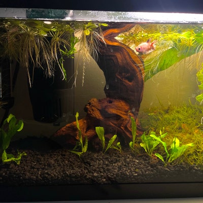Floating Plant Package 1, Frogbit Dwarf Water Lettuce Water Spangles ...