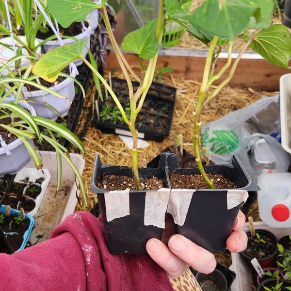 Yucca Cassava Root - 3 Oz. Organic Yuca Cassava Root - One Cutting ...