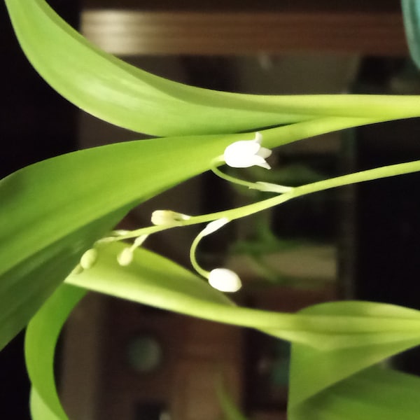 WHITE LILY of the VALLEY-10 Bare Roots, Plants/pips - Etsy
