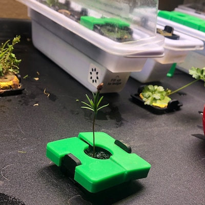 Grow Baggie Ready to Go Fast Germination Seed Kit Includes - Etsy