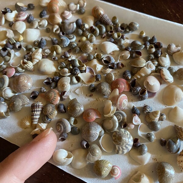Small Shell Mix-1/4"-3/4”-tiny Shell Mix-craft Seashells-small ...