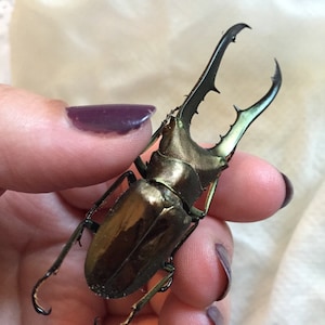 Giant Stag Beetles Cyclomattus metallifer finae males Real | Etsy