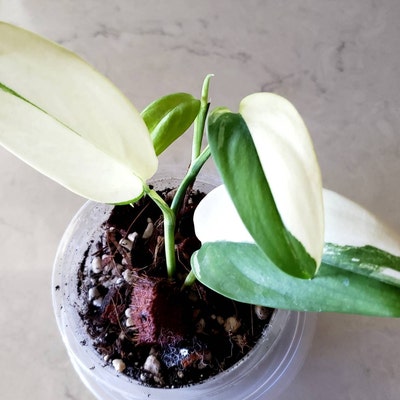 Euphorbia Trigona & Hoya Wayetti Tricolor - Etsy