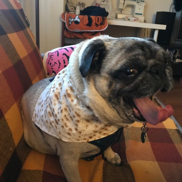 Passover Dog Bandana Matzah - Etsy