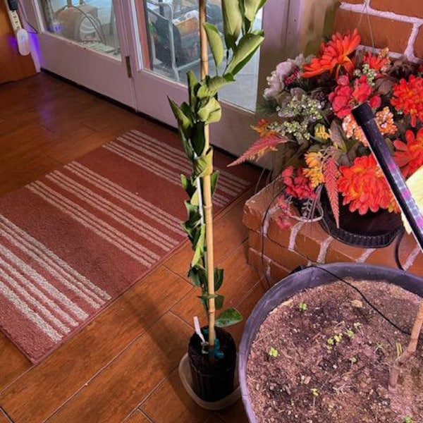 Blood Orange Citrus Tree 3ft Grafted Tree. No Shipping Ca. - Etsy