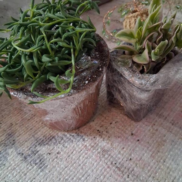 Variegated Baby Sun Rose, Ice Plant, Pink Succulent, Rare Plant in 2 ...
