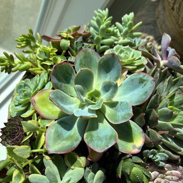 Echeveria 'red Coral' , Rare Live Succulent - Etsy