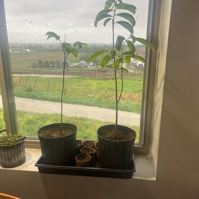 Red Dogwood Cherokee Chief Tree Beautiful Red Blooms 1-2ft Tall Now - Etsy