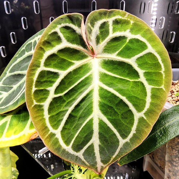 Fallopia Multiflora Variegated Reynoutria Multiflora High Variegation ...