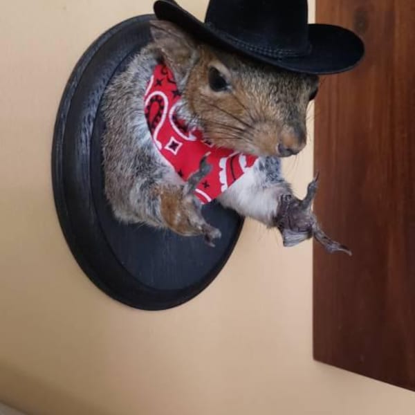 Cowboy Bandit Taxidermy Squirrel Western Country Finger Guns - Etsy