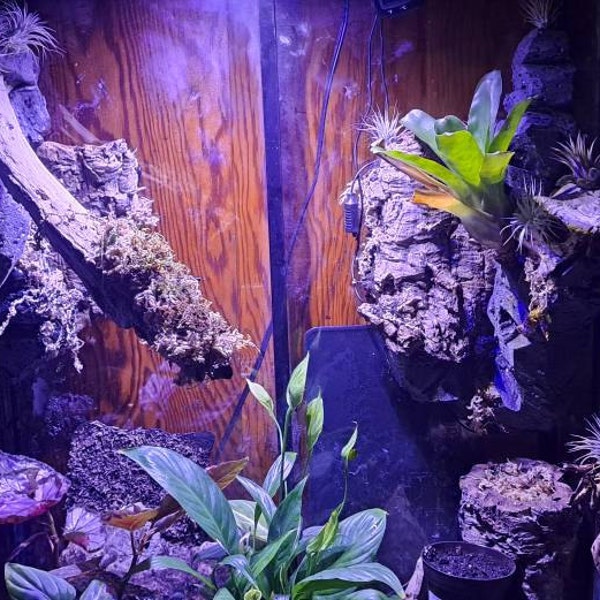 Large Neon Pothos Hanging House Plant Trailing Indoor Plant in 6 Pot - Etsy