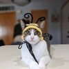 Alien Cat Costume - Etsy