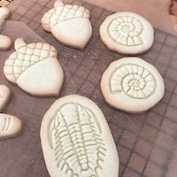 Trilobite Cookie Cutter Bakerlogy Biscuit Cutters Extinct - Etsy UK