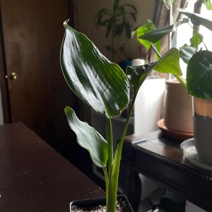 Syngonium 'merry Maria' Houseplant Arrowhead House | Etsy