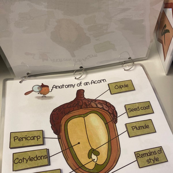 Oak Tree Unit Study Bundle Charlotte Mason Nature Study Anatomy of an ...