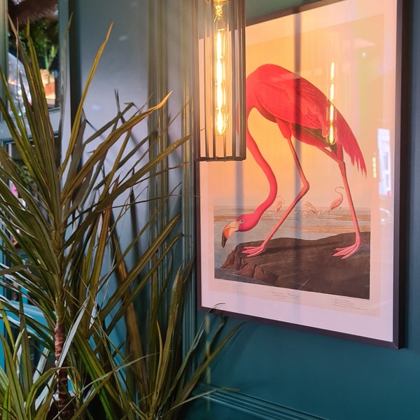 Pink Flamingo Vintage Art Print, Birds of America Decor, Antique Bird ...